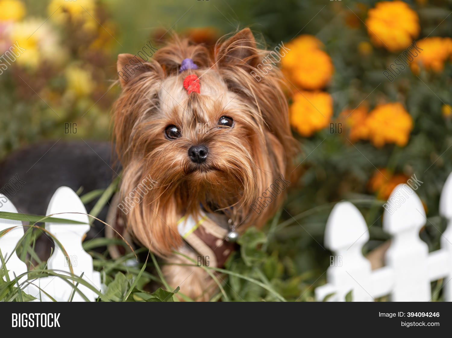 Little Cute Yorkshire Image & Photo (Free Trial) | Bigstock