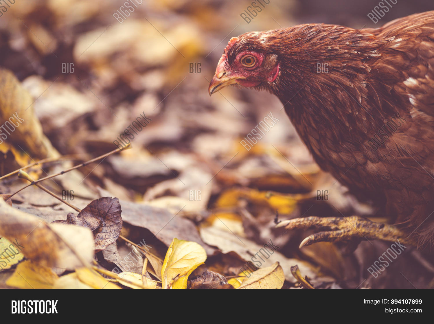 Chicken On Fallen Image & Photo (Free Trial) | Bigstock