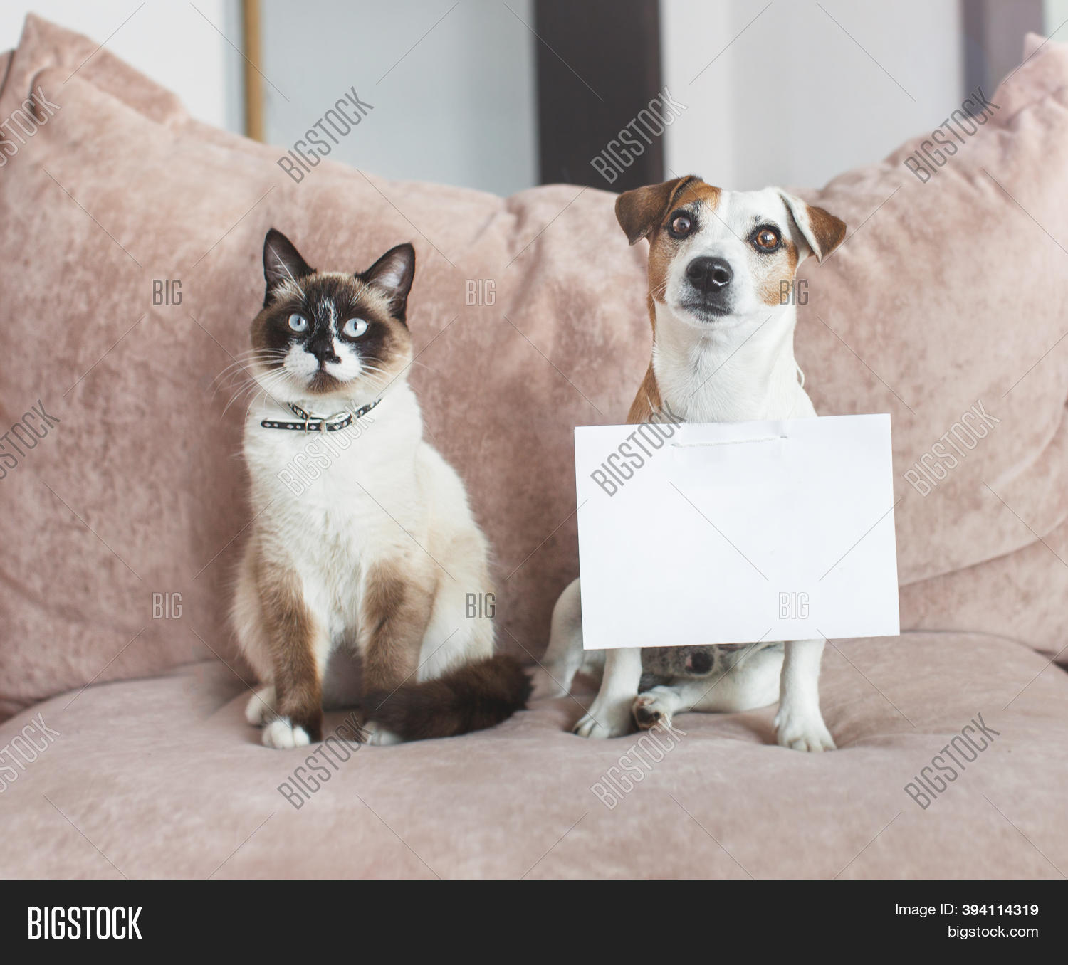 Cute Dog Cat Home Image & Photo (Free Trial) | Bigstock