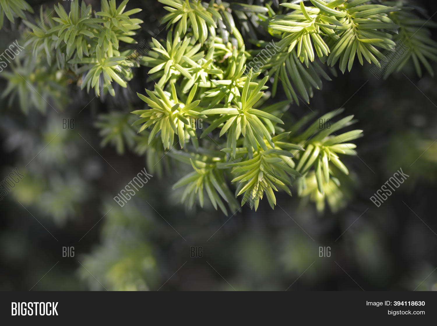 Irish Yew Leaves - Image & Photo (Free Trial) | Bigstock