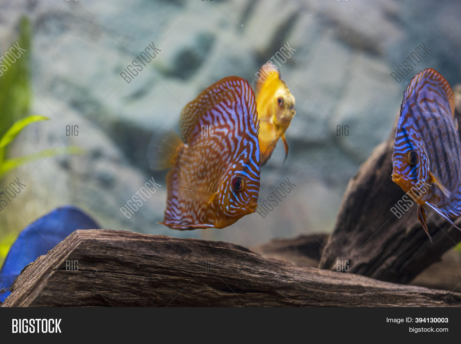 View Discus Fish Image & Photo (Free Trial) | Bigstock