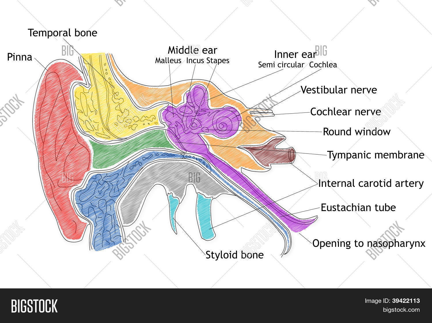 Human Ear Structure Image & Photo (Free Trial) | Bigstock