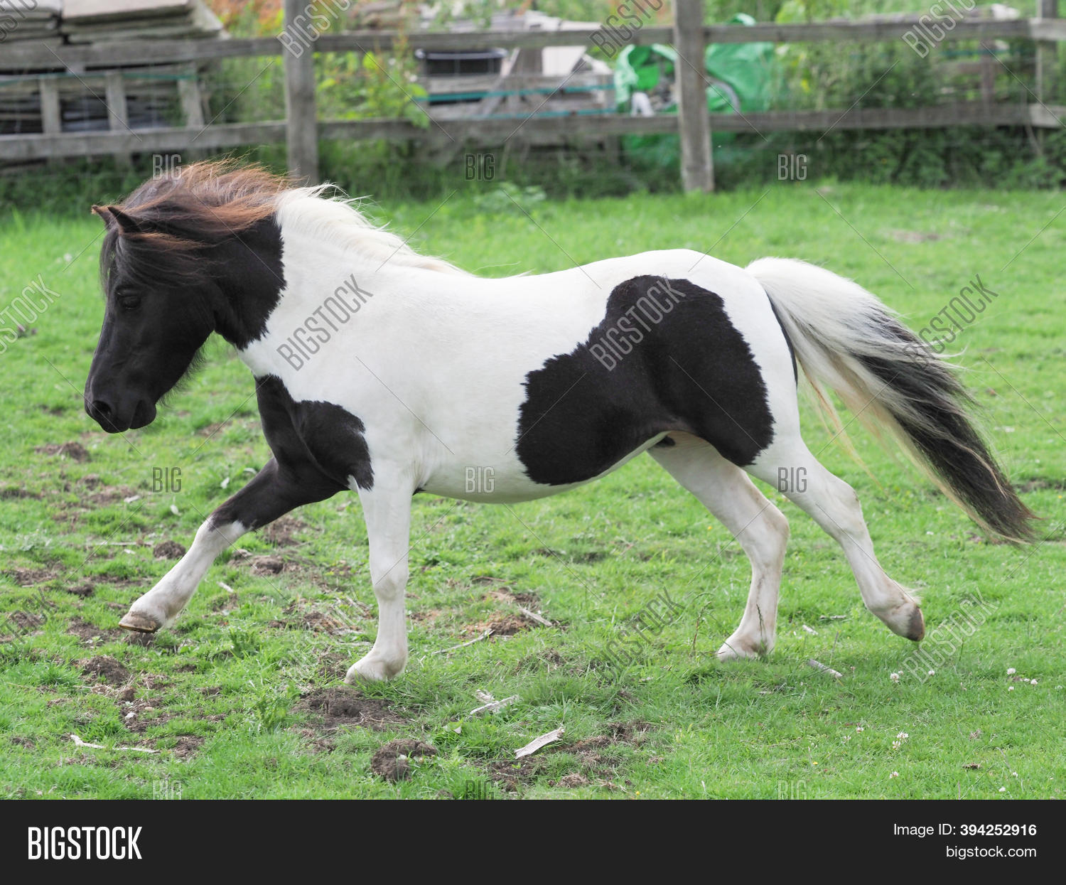 Cute Shetland Pony Image & Photo (Free Trial) | Bigstock