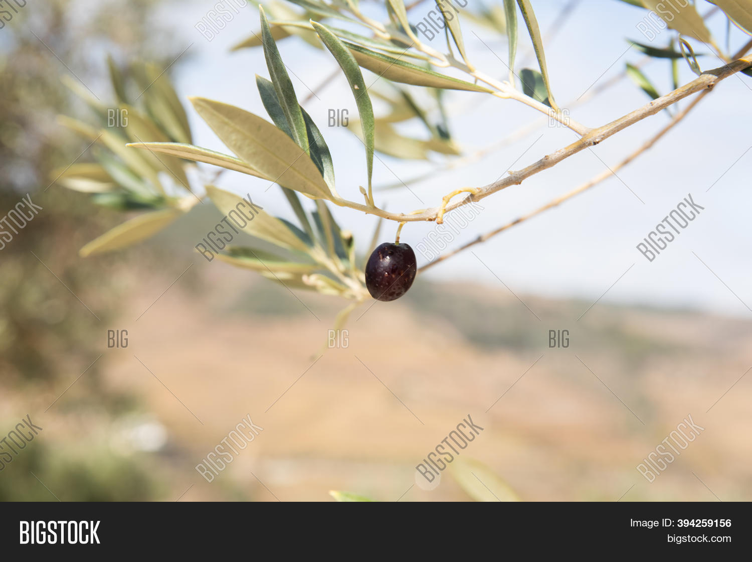 Closeup Olive Trees Image & Photo (Free Trial) | Bigstock