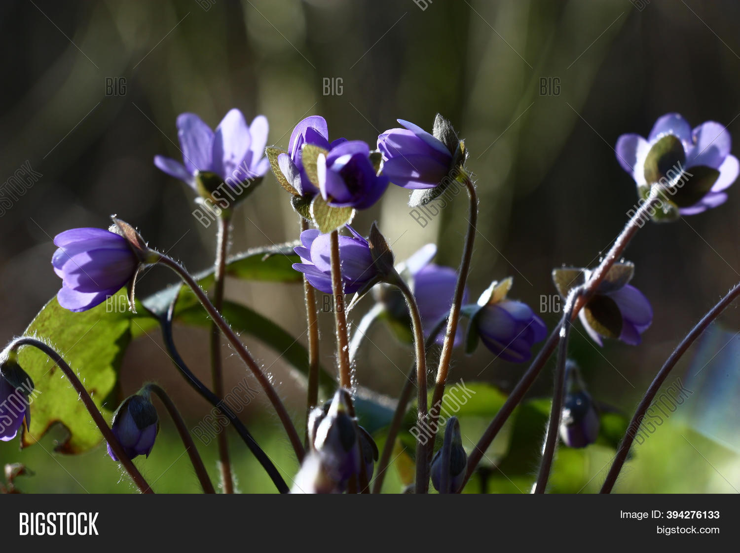 Solar Spring Morning. Image & Photo (Free Trial) | Bigstock