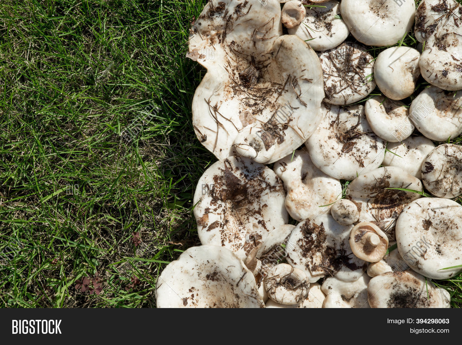 White Lactarius Image & Photo (Free Trial) | Bigstock