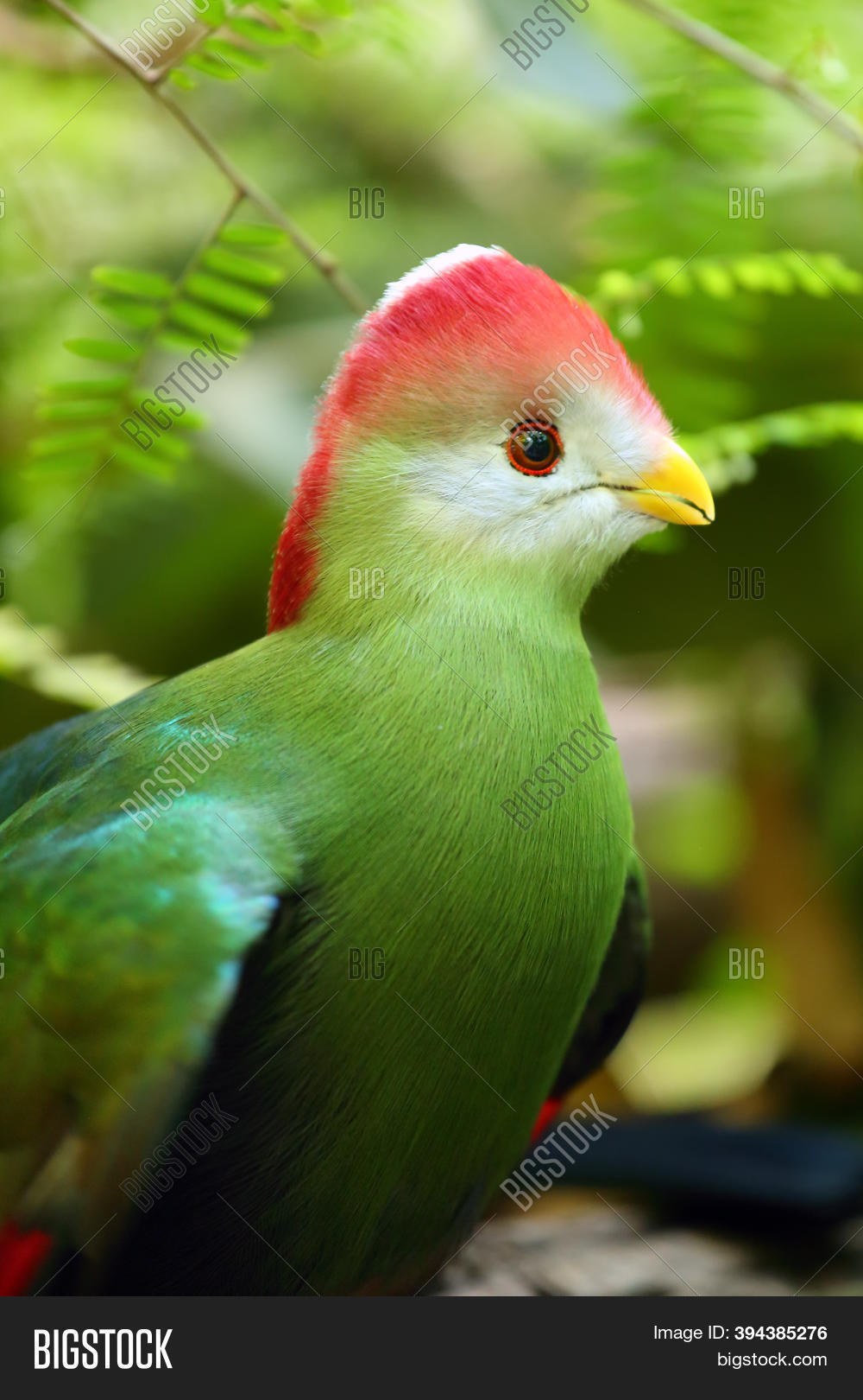 Red-crested Turaco ( Image & Photo (Free Trial) | Bigstock