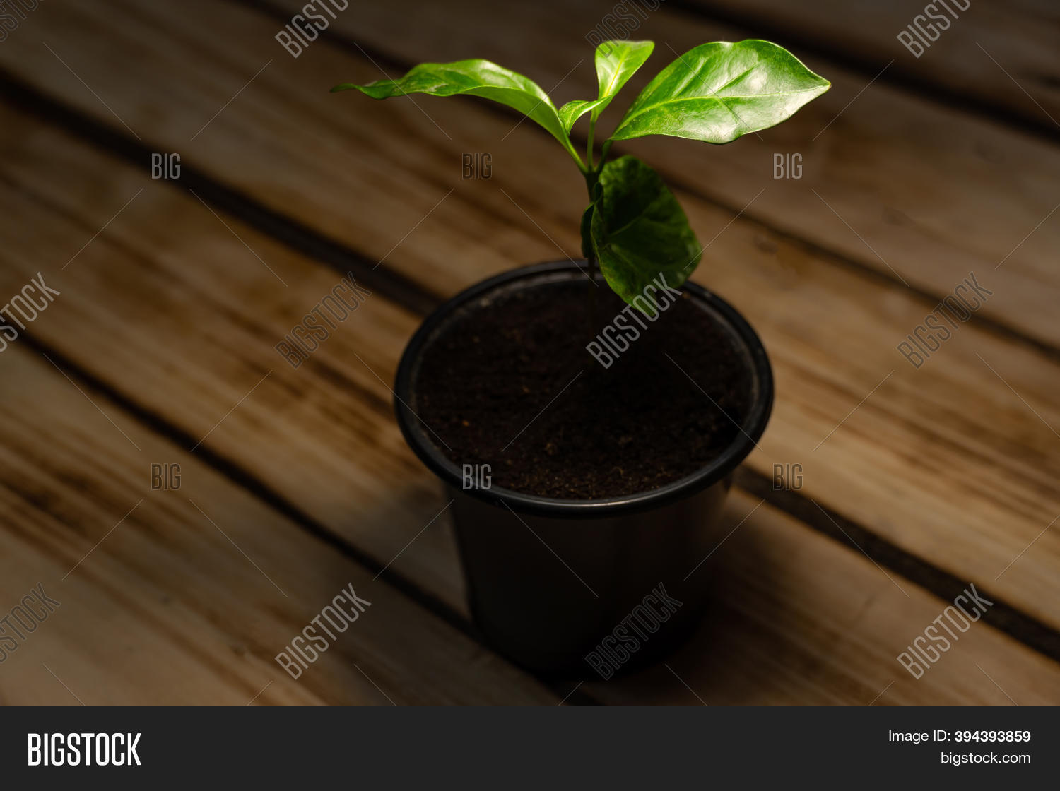 Young Coffee Tree Image & Photo (Free Trial) | Bigstock