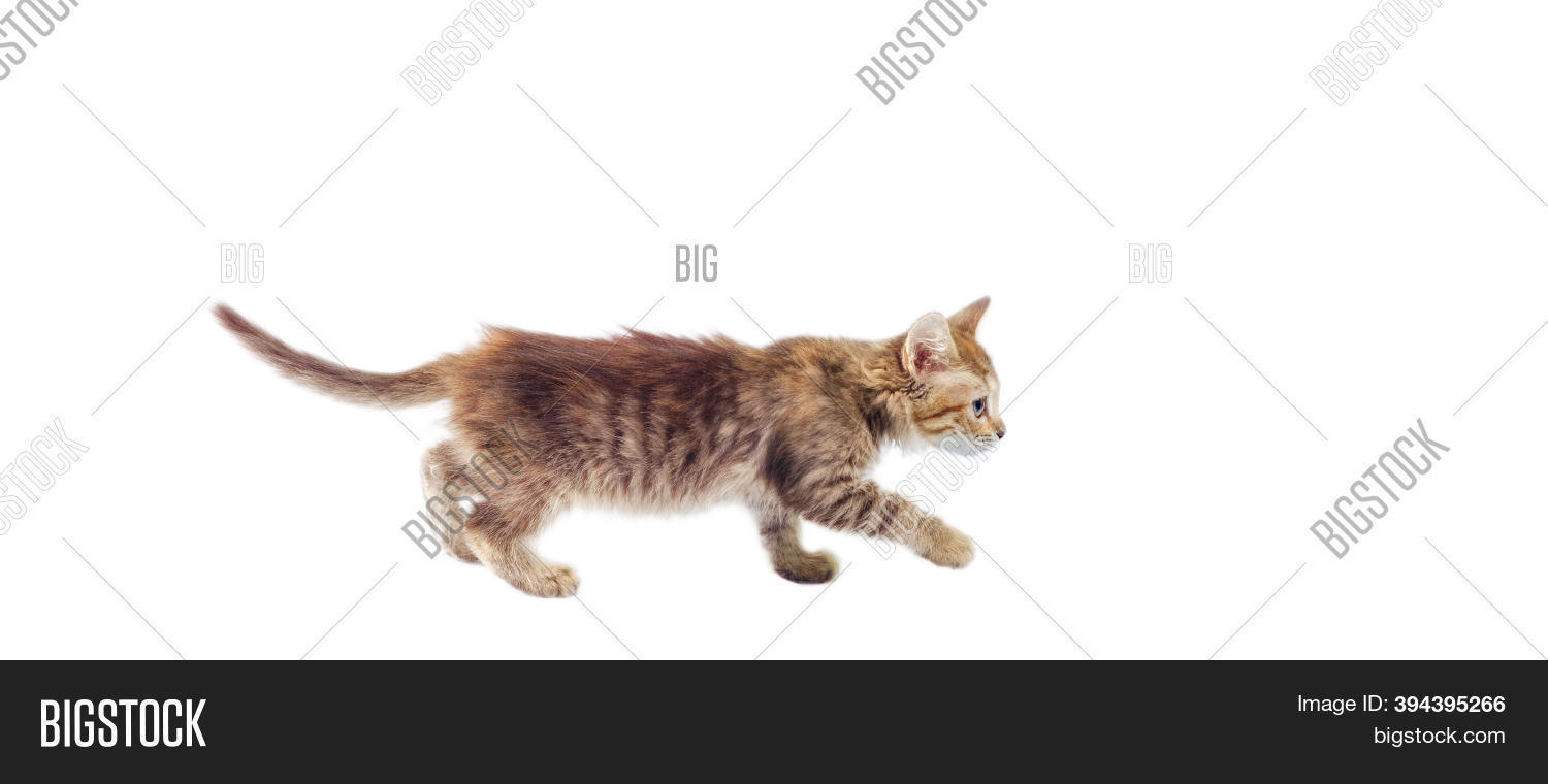 Side View Fluffy Tabby Image & Photo (Free Trial) | Bigstock