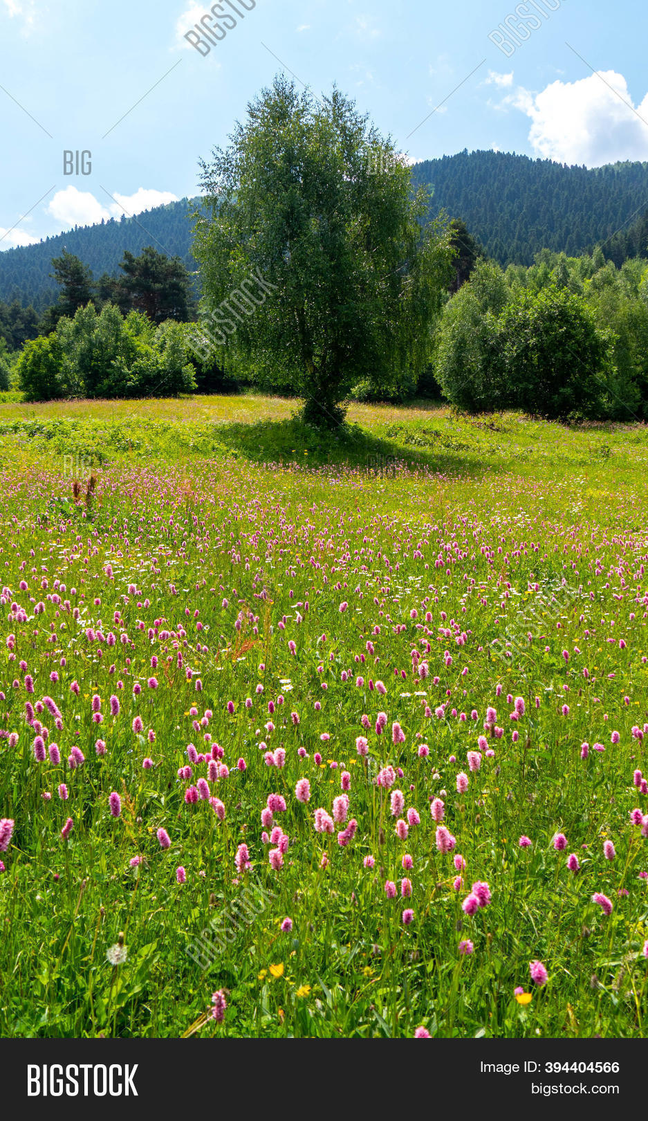 Beautiful View Flower Image & Photo (Free Trial) | Bigstock