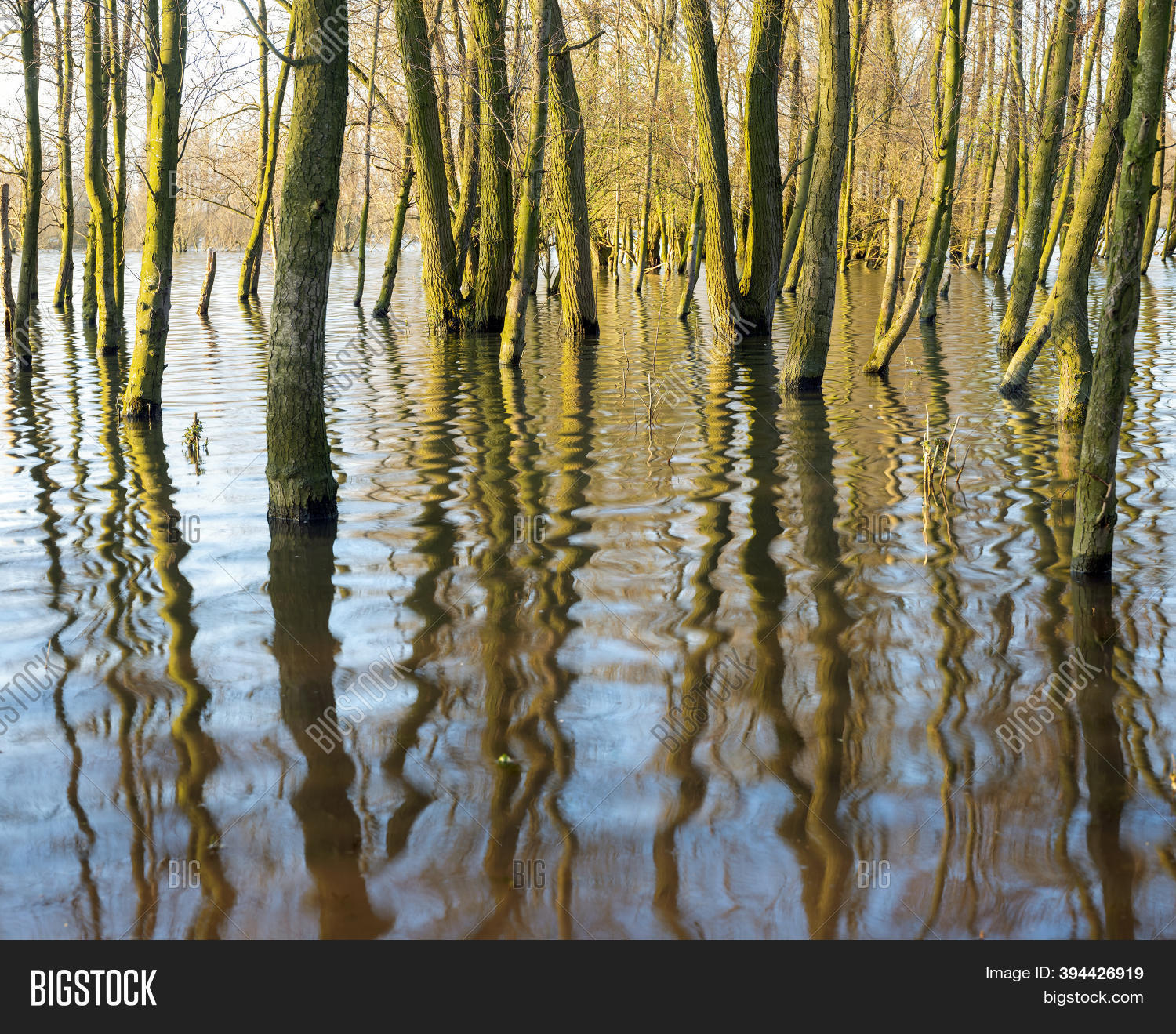 Flooded Trees Image & Photo (Free Trial) | Bigstock