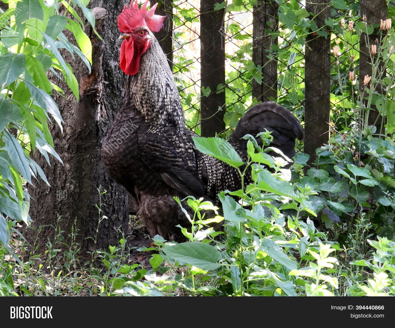Black Spotted Rooster Image & Photo (Free Trial) | Bigstock