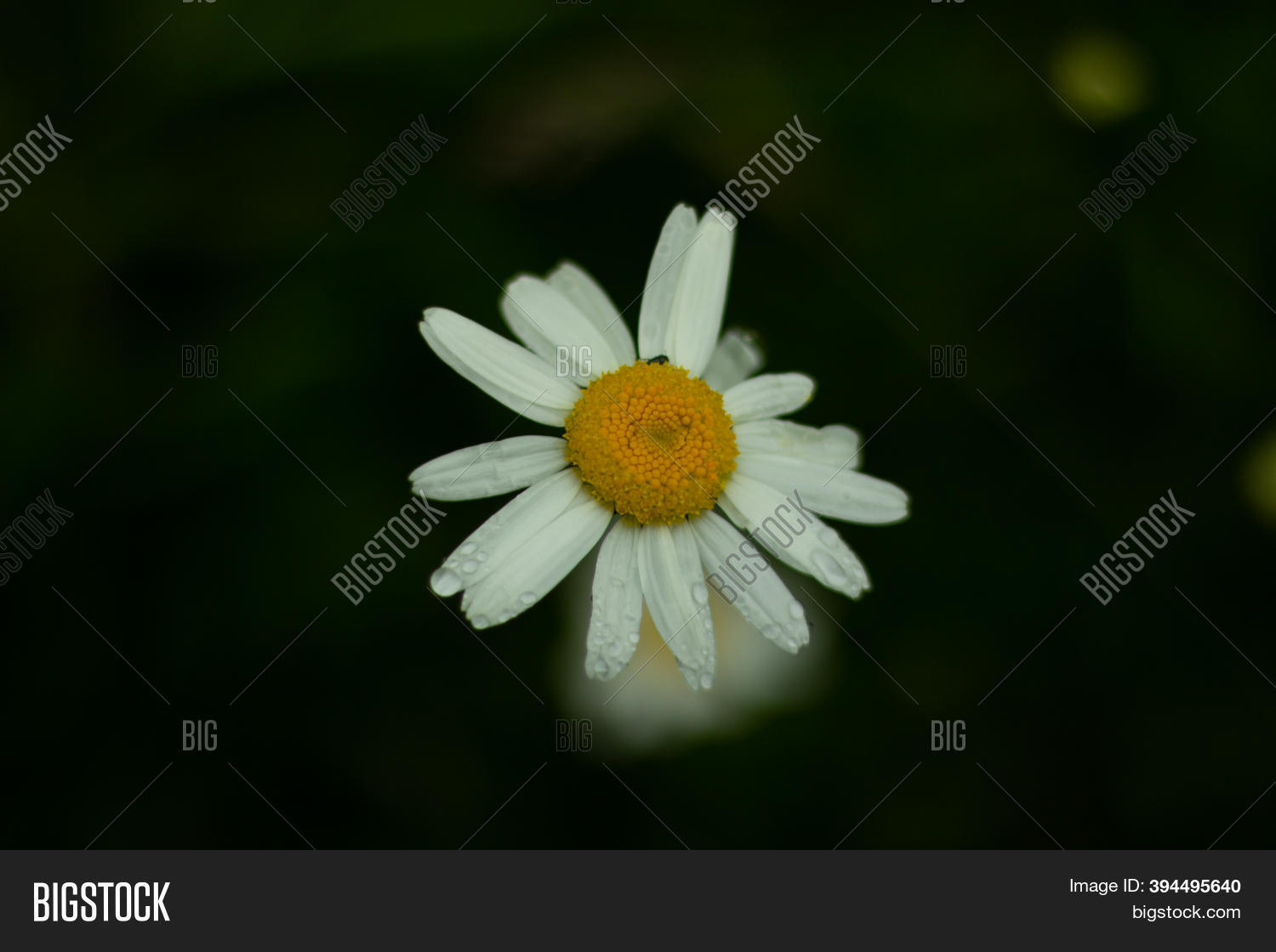 Daisy Flower Detail. Image & Photo (Free Trial) | Bigstock