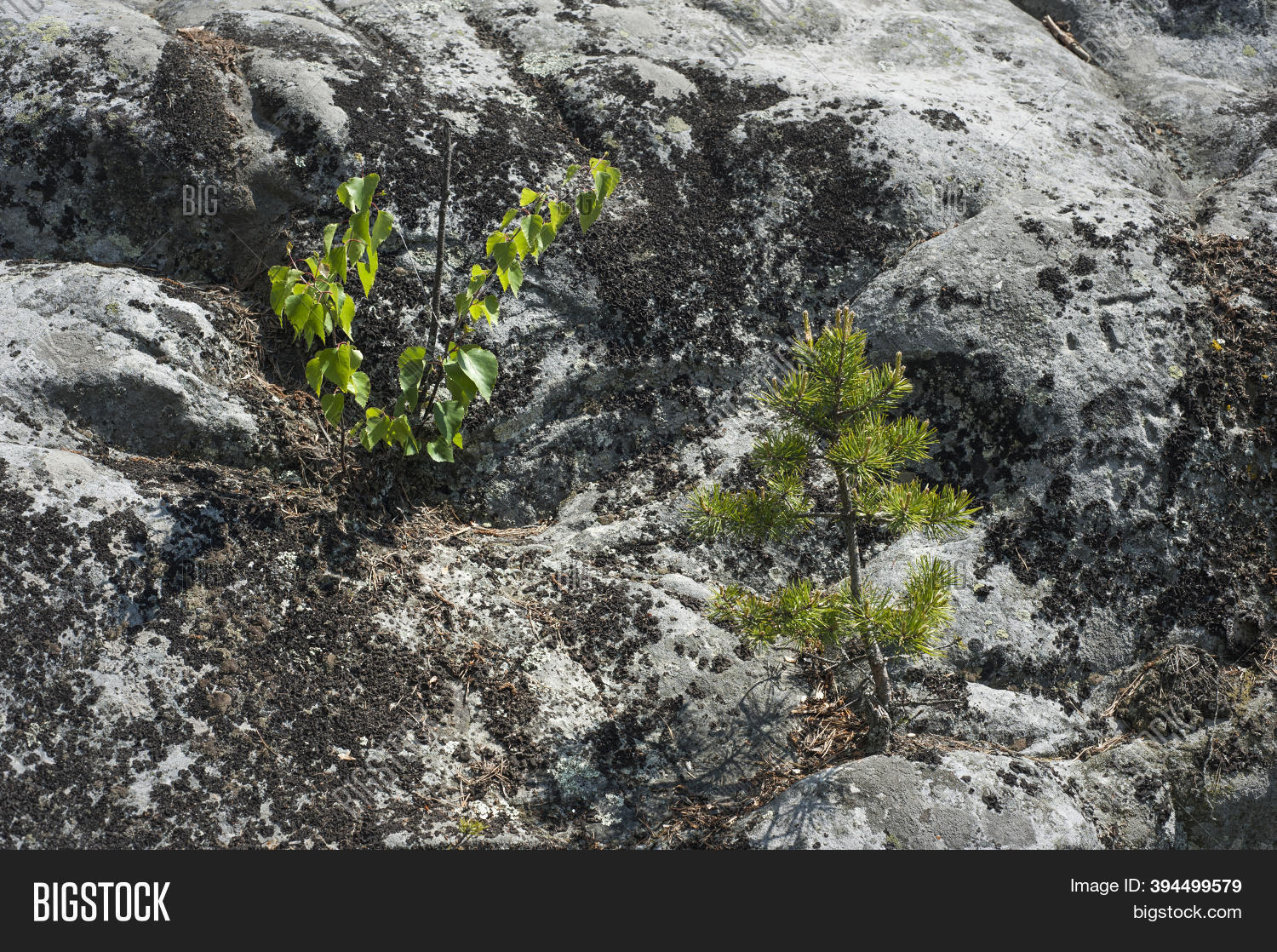Small Sprouts Poplar Image & Photo (Free Trial) | Bigstock