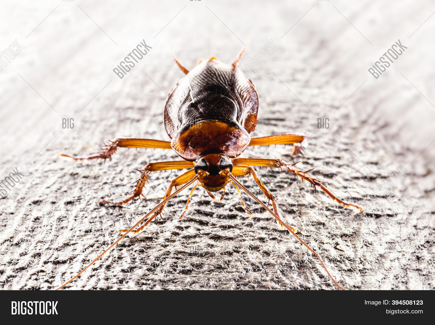Catsaridafobia, Fear Image & Photo (Free Trial) | Bigstock