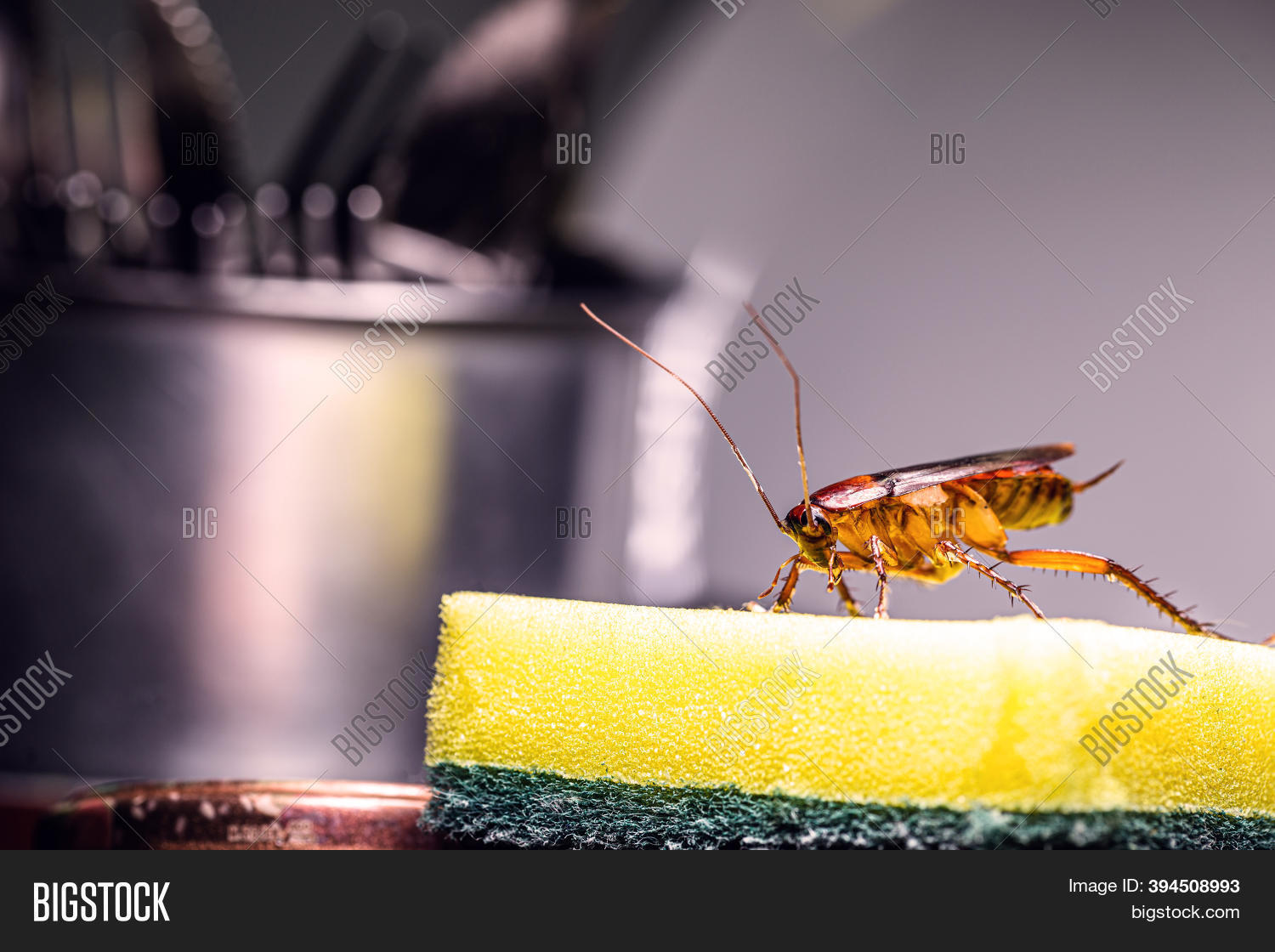 Cockroach Walking On Image & Photo (Free Trial) | Bigstock