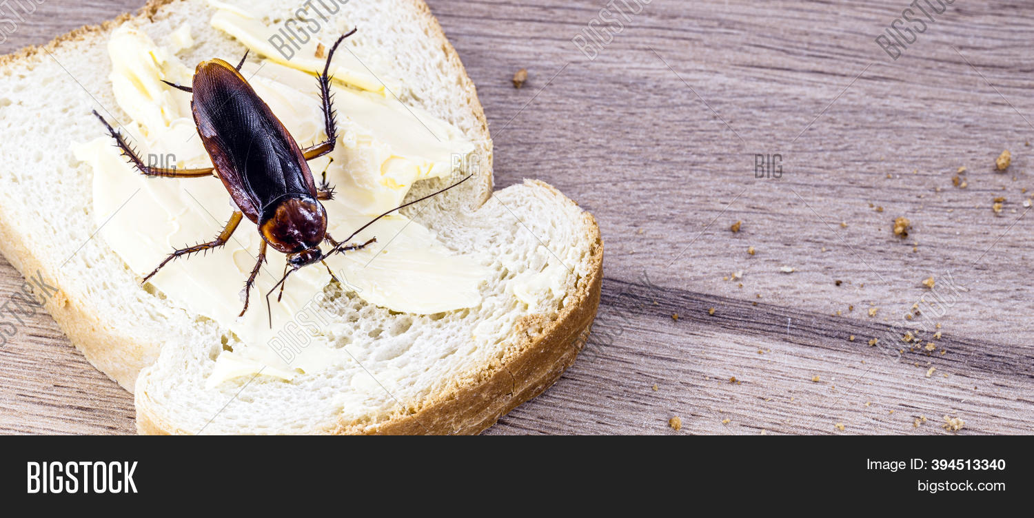 Common Cockroach, Red Image & Photo (Free Trial) | Bigstock