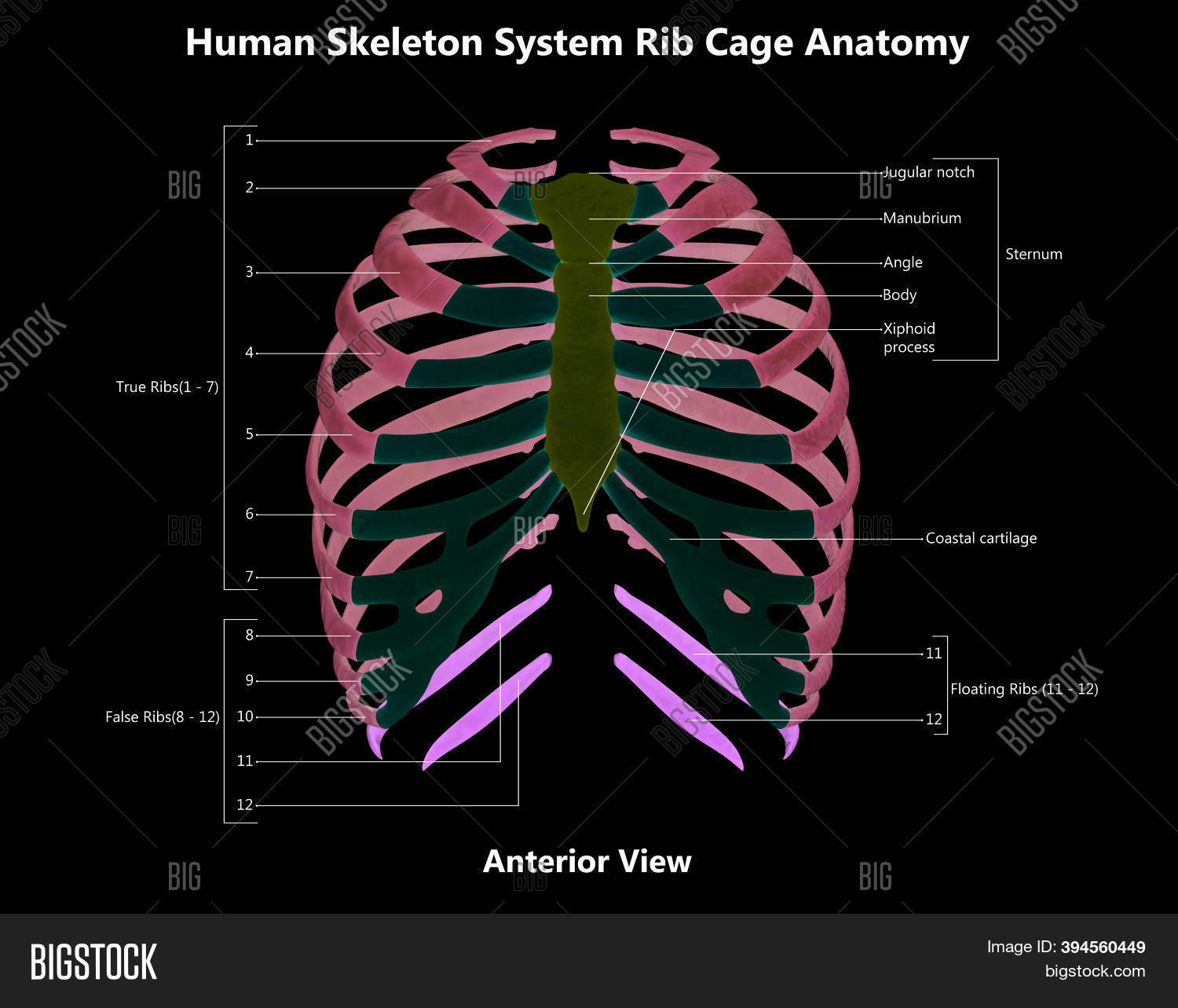 Human Skeleton System Image & Photo (Free Trial) | Bigstock