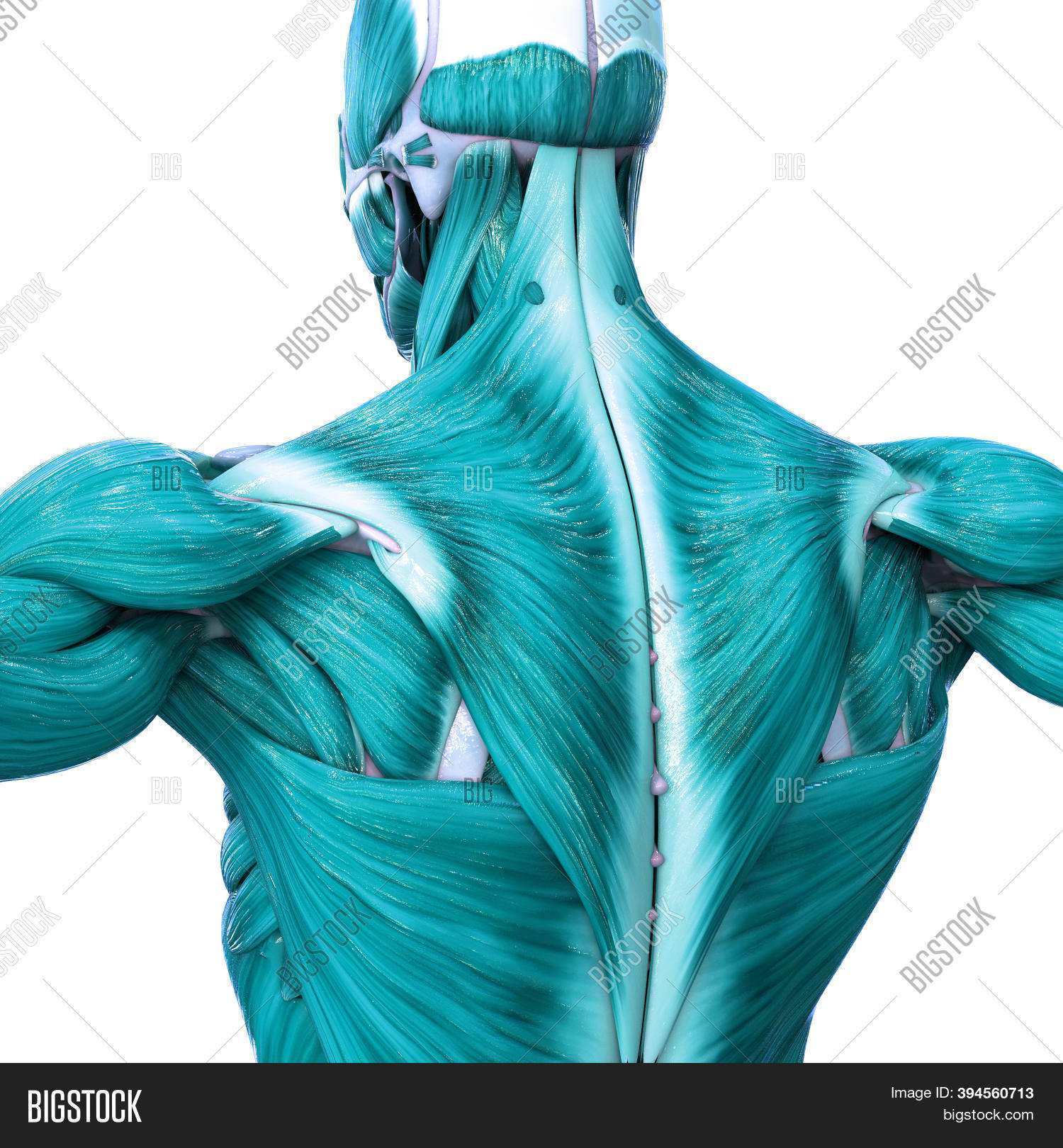 3d Illustration Image & Photo (Free Trial) | Bigstock