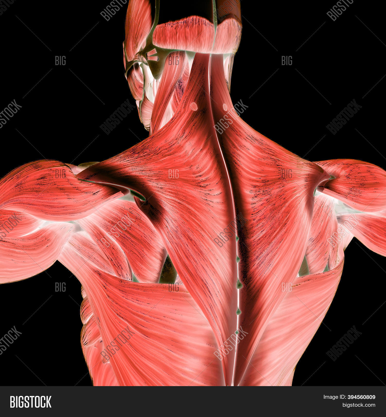 3d Illustration Image & Photo (Free Trial) | Bigstock