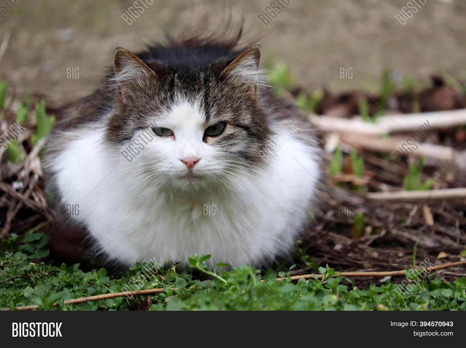 Portrait Fat Furry Cat Image & Photo (Free Trial) | Bigstock