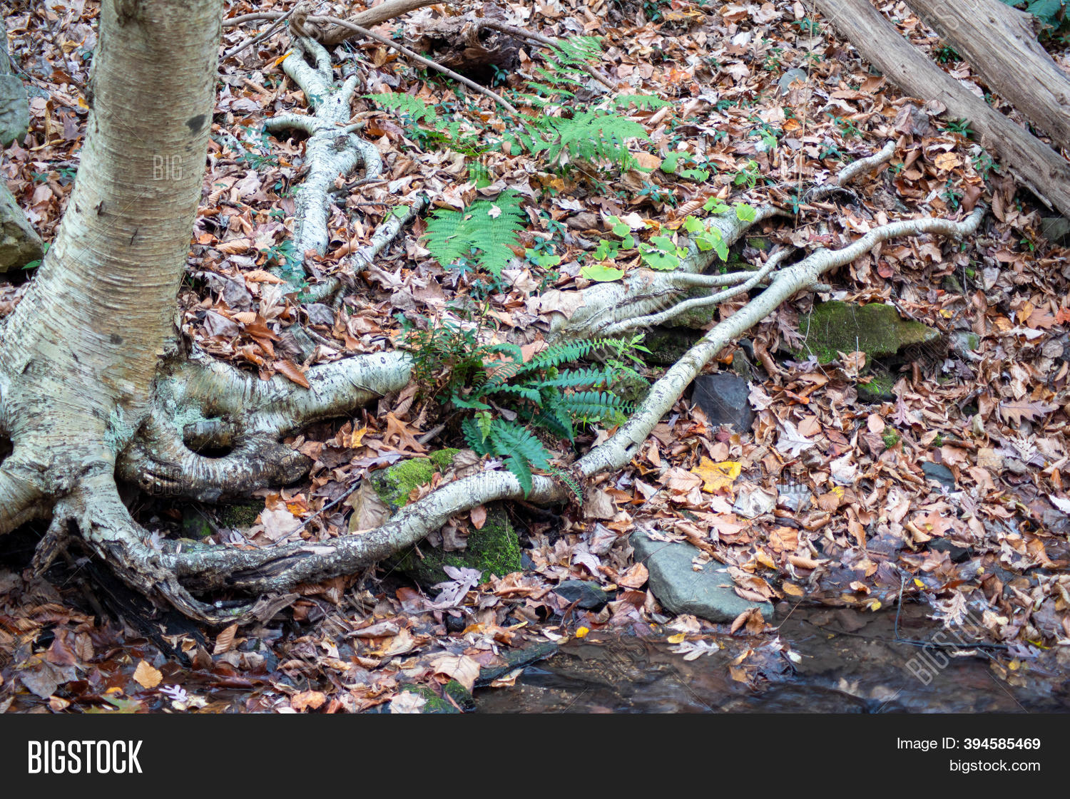 Long Gnarled Twisting Image & Photo (Free Trial) | Bigstock