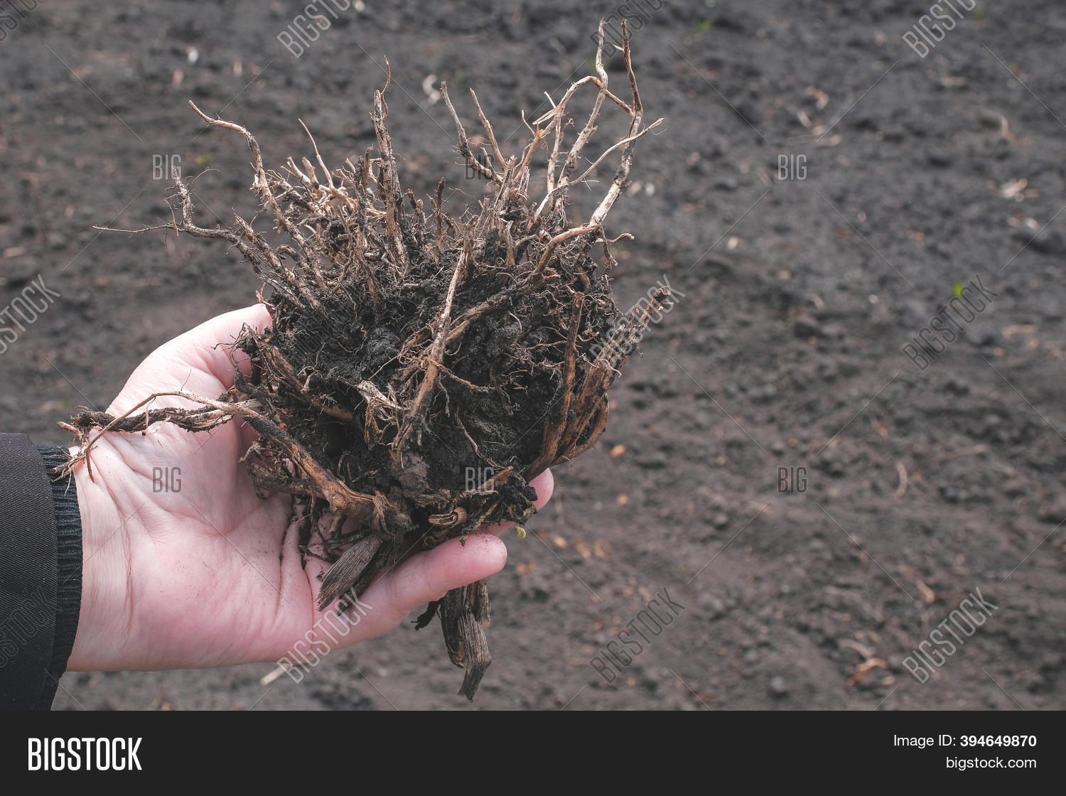 ภาพและภาพถ่าย (ทดลองใช้ฟรี) | Bigstock