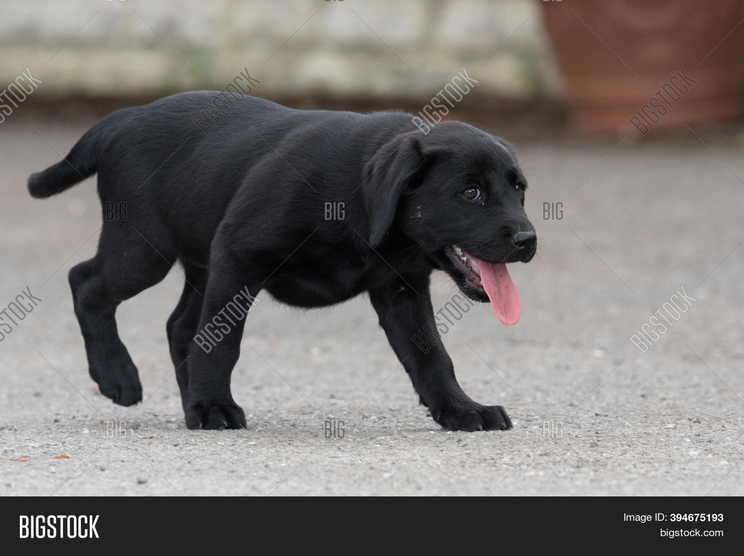 Black Lab Puppy 8 Weeks