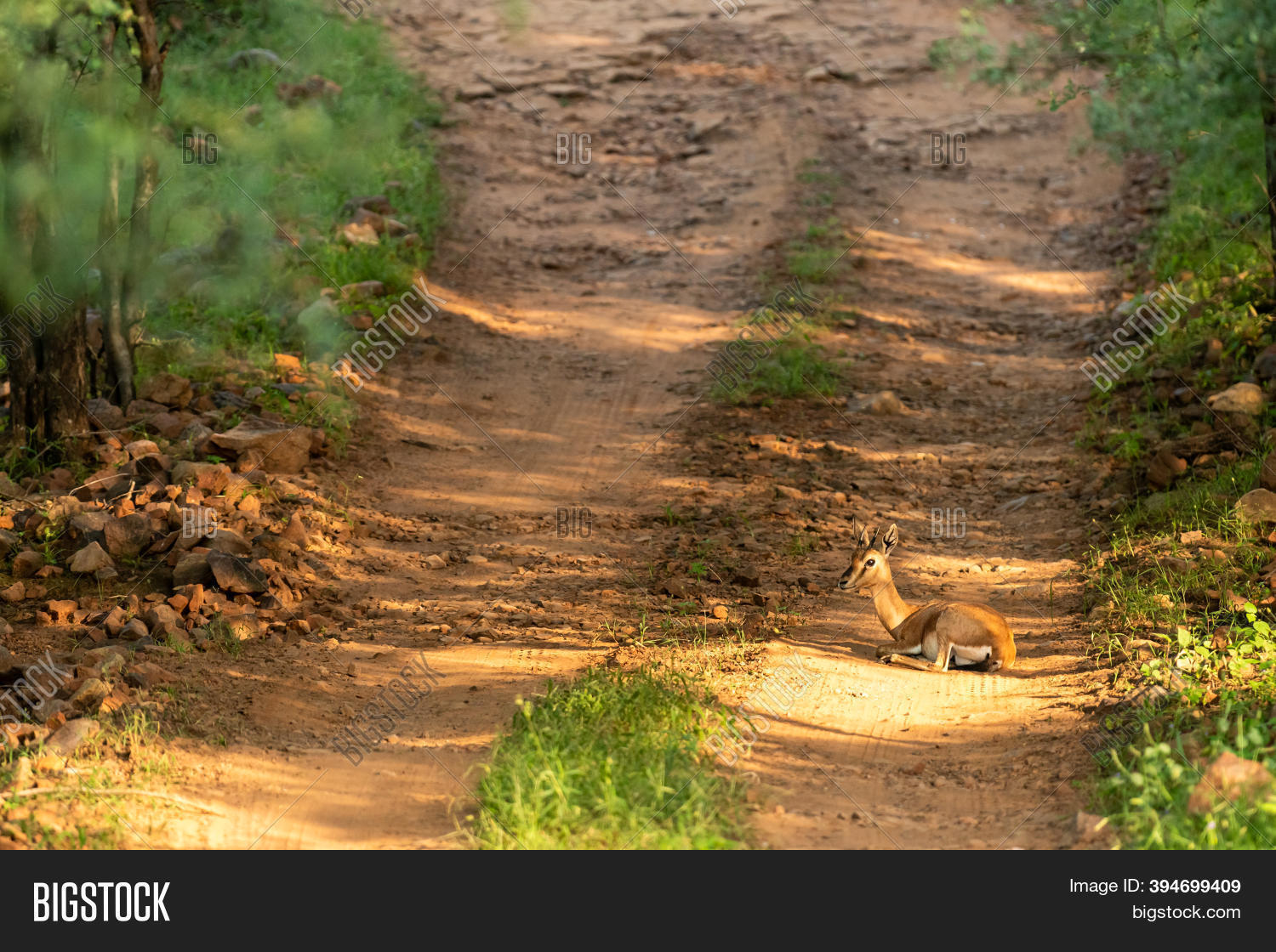 Chinkara Indian Image & Photo (Free Trial) | Bigstock