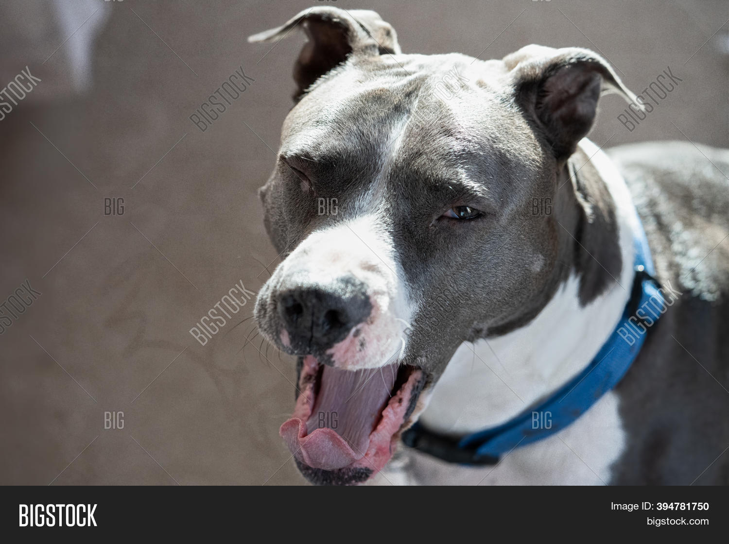American Pitbull Image & Photo (Free Trial) | Bigstock