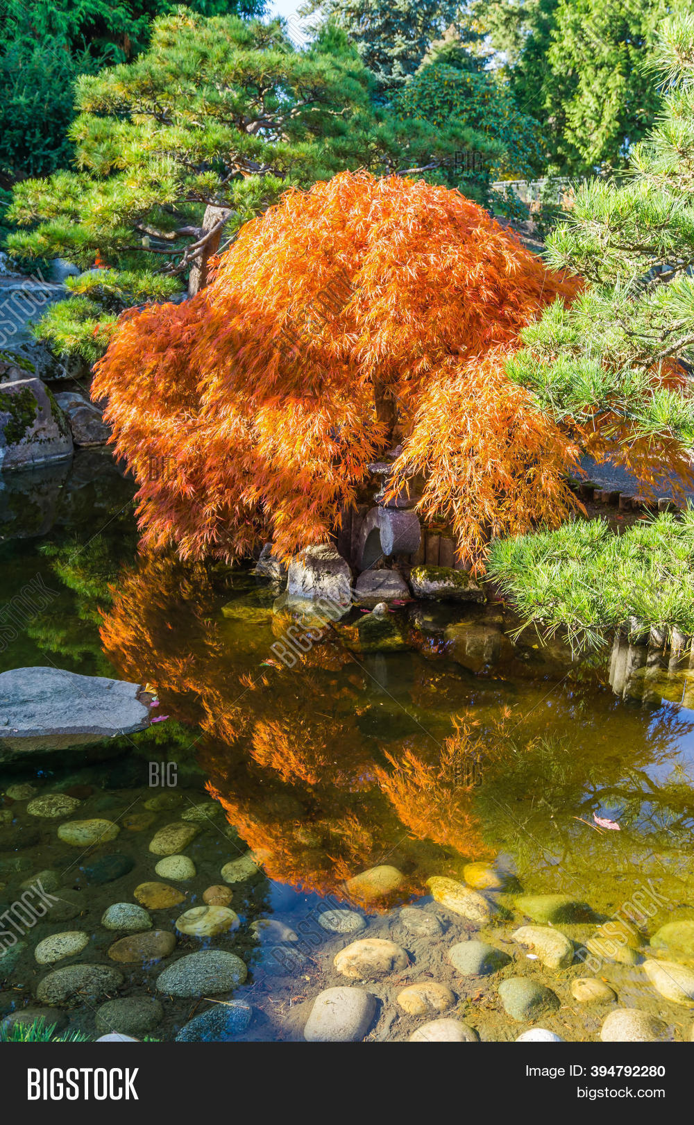 Pond Japanese Maple Image & Photo (Free Trial) | Bigstock