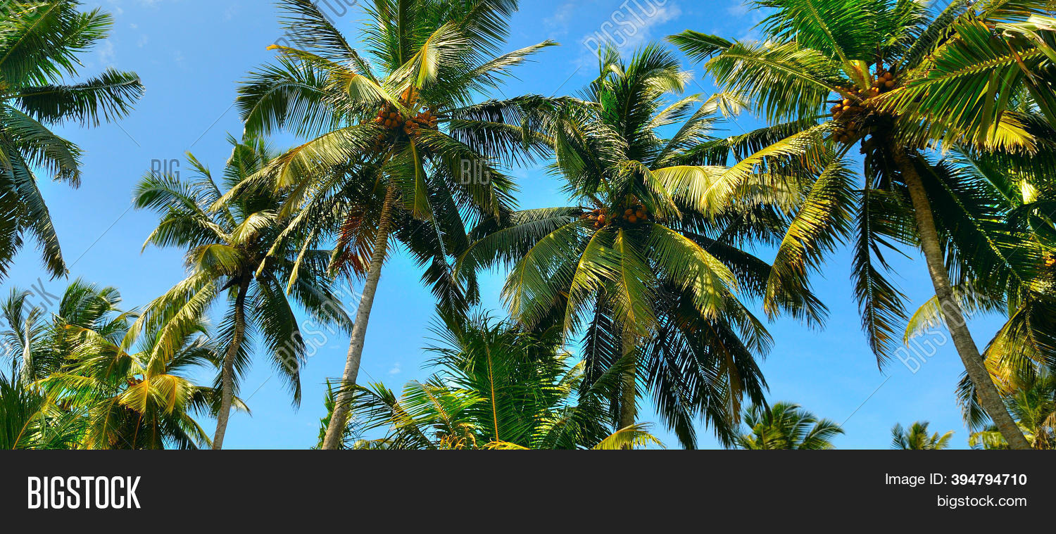 Nice Palm Trees Blue Image & Photo (Free Trial) | Bigstock