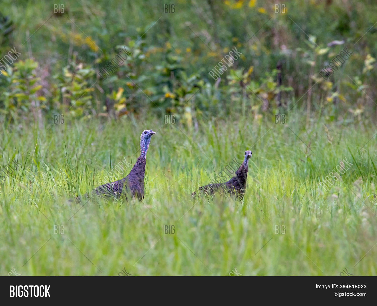 Female Turkey Grass Image & Photo (Free Trial) | Bigstock