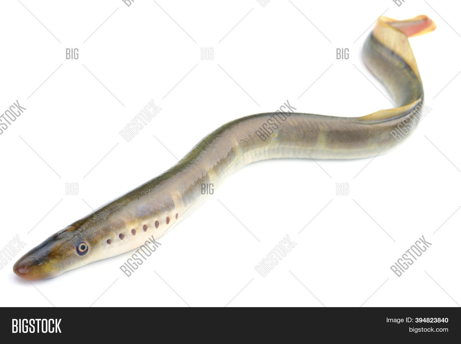 River Monsters Vampire Eel