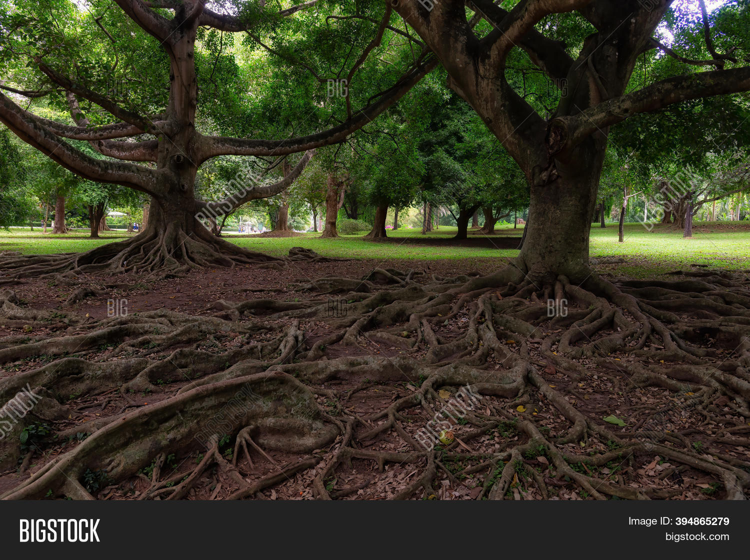 Ficus Drupacea Roots Image & Photo (Free Trial) | Bigstock