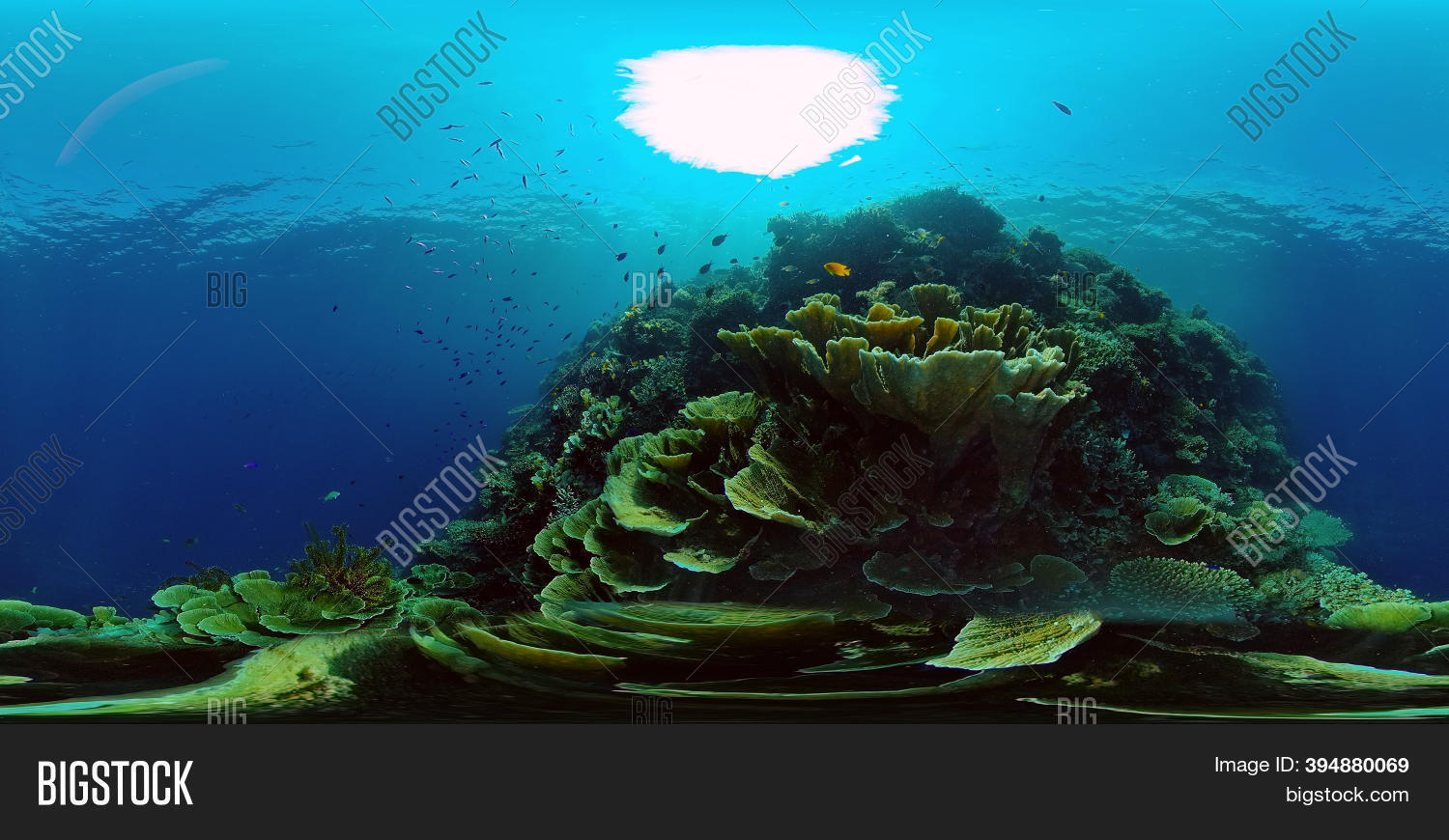 Underwater Colorful Image & Photo (Free Trial) | Bigstock