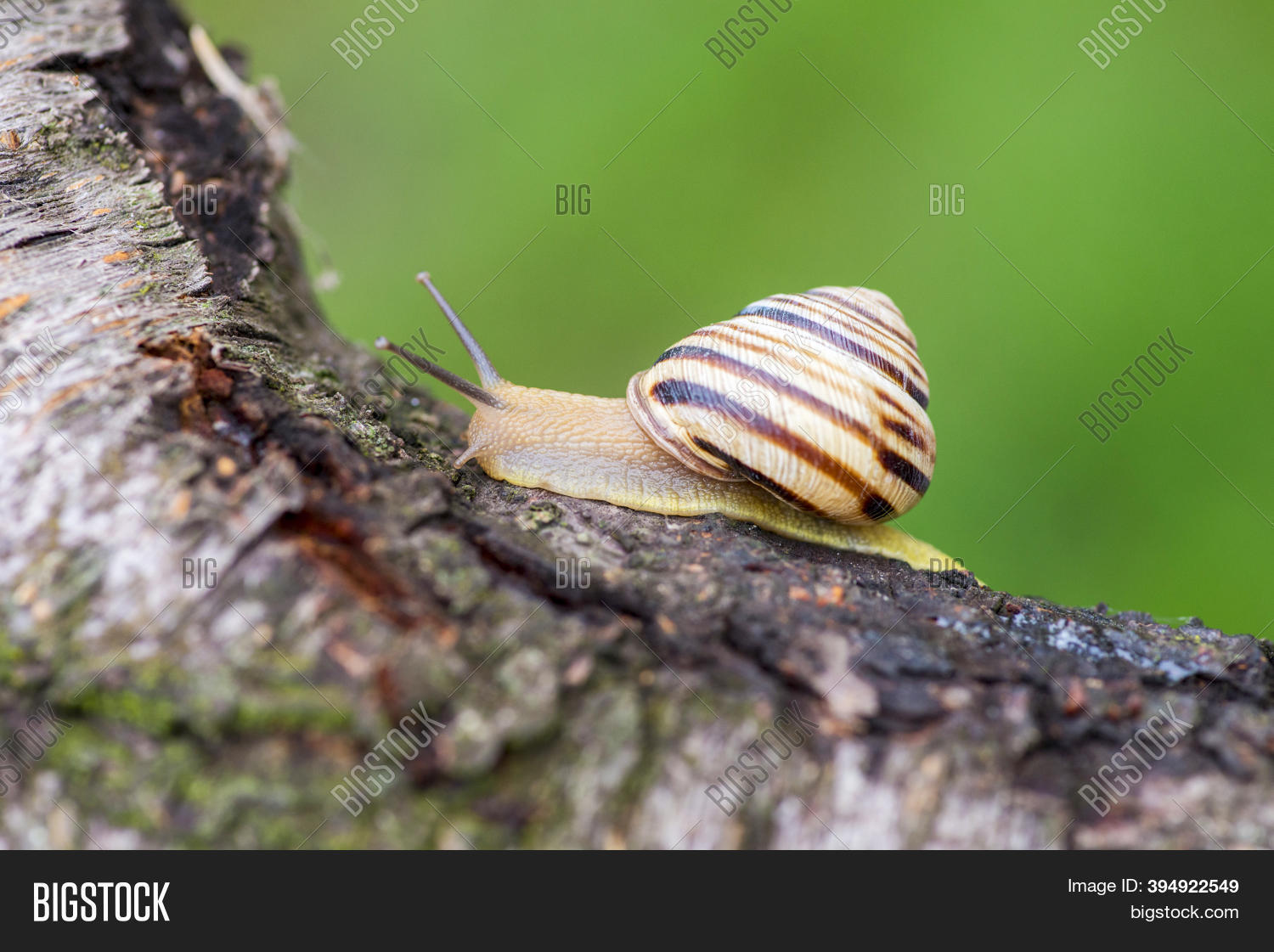 Snail On Tree Garden. Image & Photo (Free Trial) | Bigstock