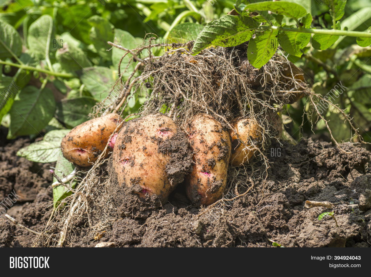 Pile Ripe Potatoes On Image & Photo (Free Trial) | Bigstock