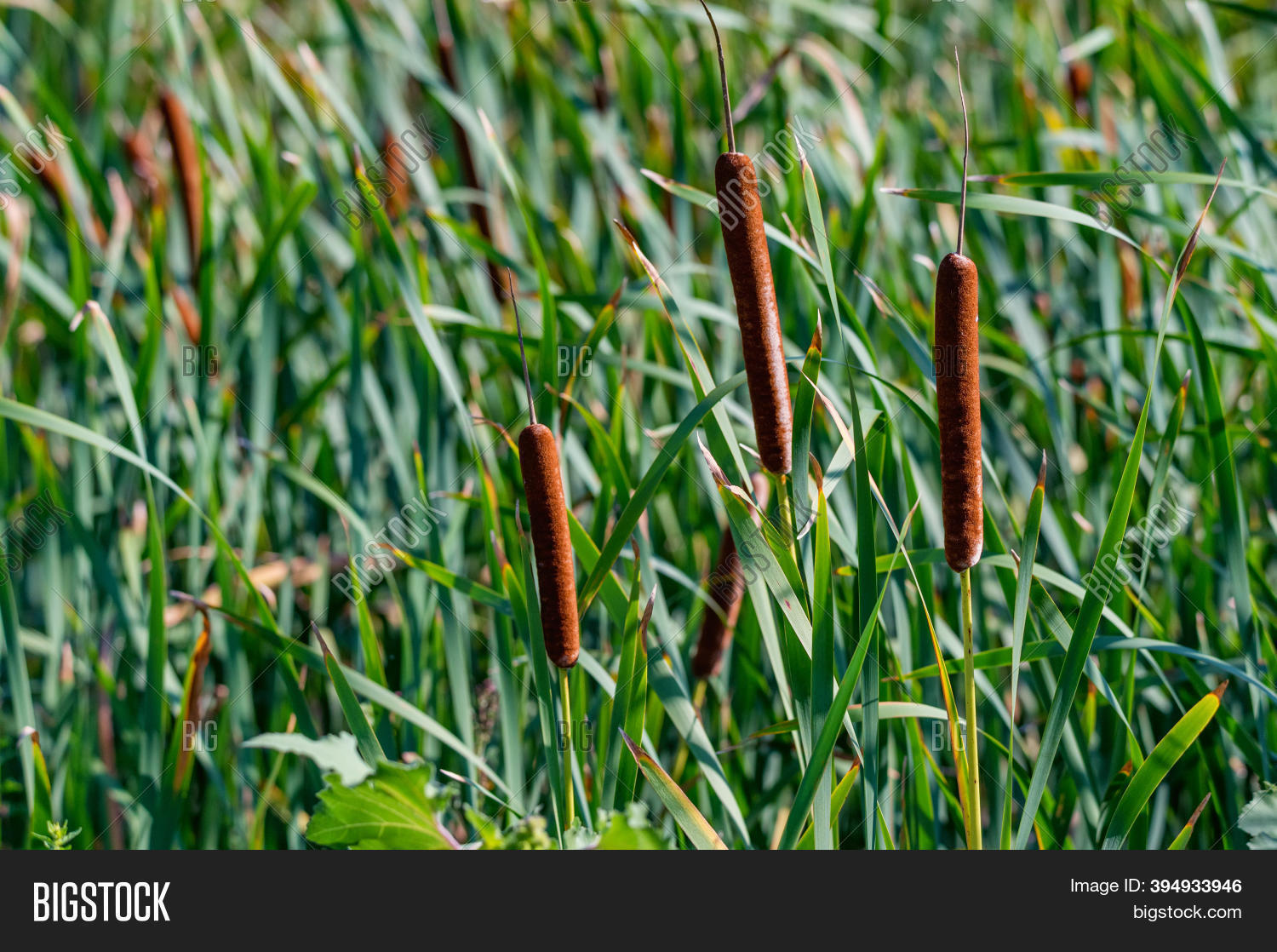 Close Typha Image & Photo (Free Trial) | Bigstock
