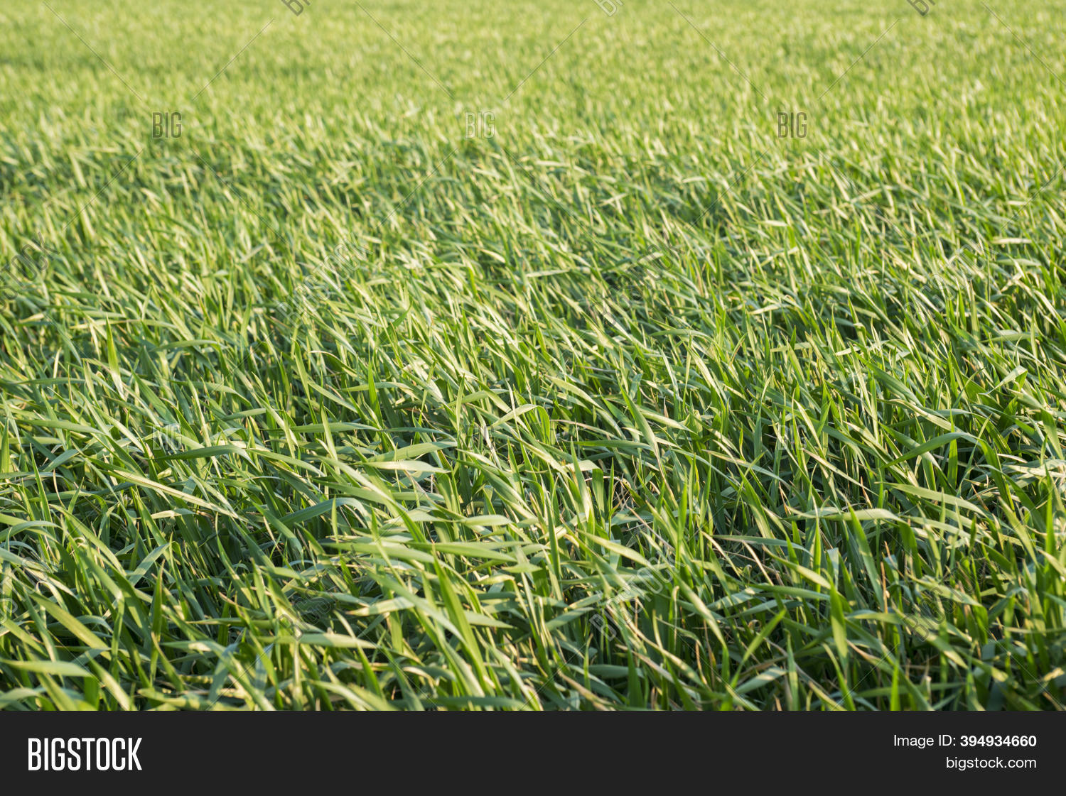 Field Fresh Grass. Image & Photo (Free Trial) | Bigstock