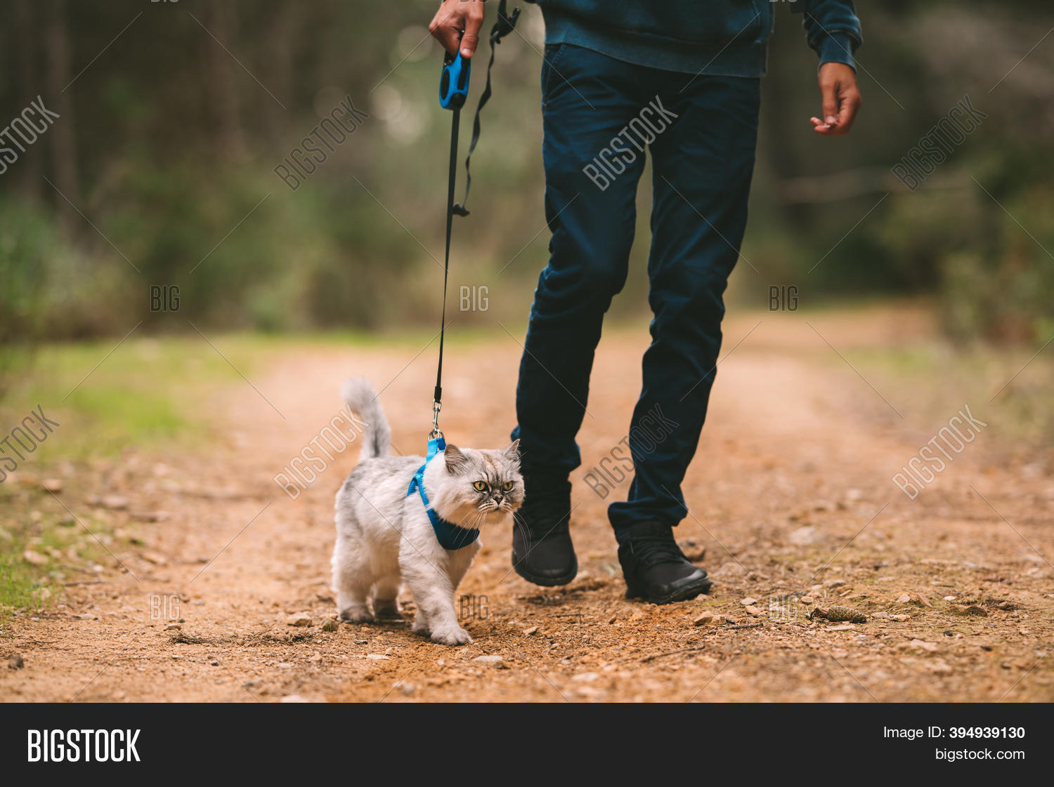 Man Walking Cat On Pet Image & Photo (Free Trial) | Bigstock