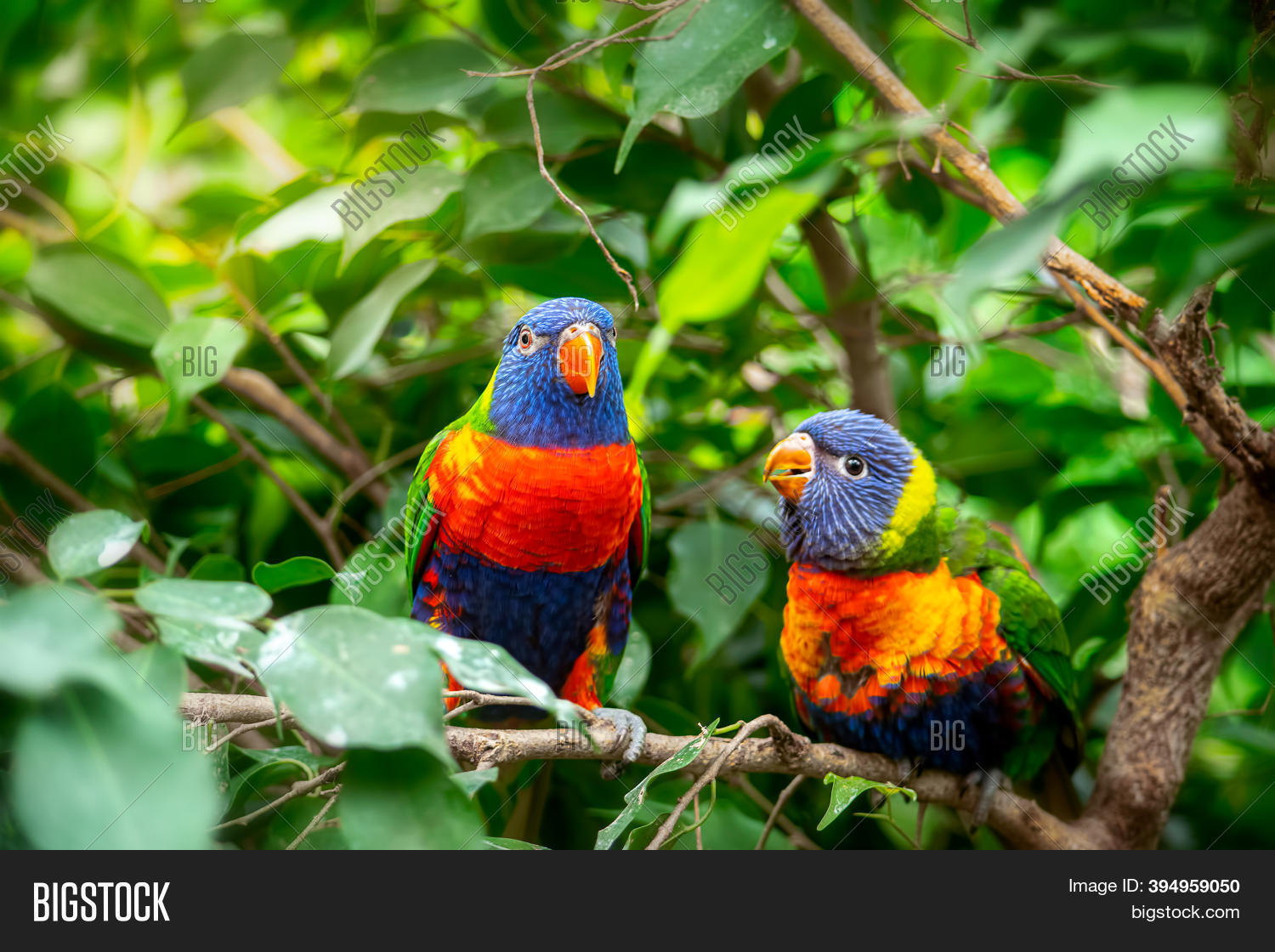 Pair Lorikeet Parrots Image & Photo (Free Trial) | Bigstock