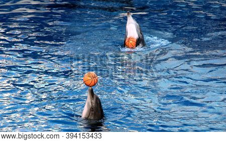 Show Dolphins Pool. Image & Photo (Free Trial) | Bigstock