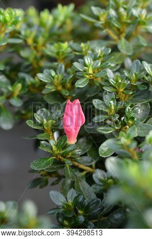 Japanese Azalea Anouk Image & Photo (Free Trial) | Bigstock