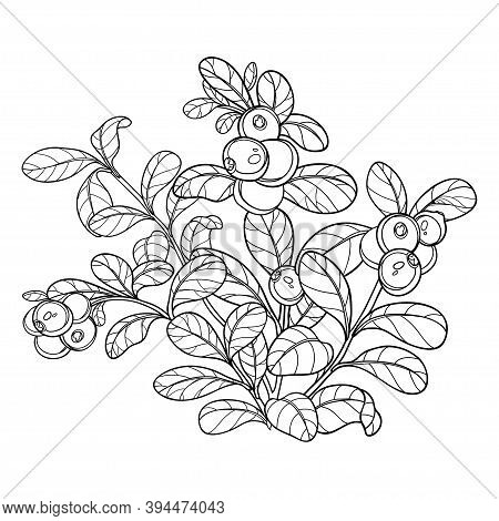 Vector Bush Outline Vector & Photo (Free Trial) | Bigstock