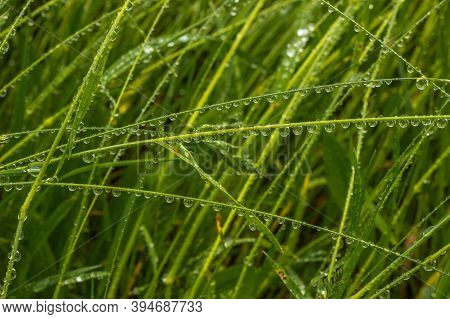 Beautiful Drops Image & Photo (Free Trial) | Bigstock