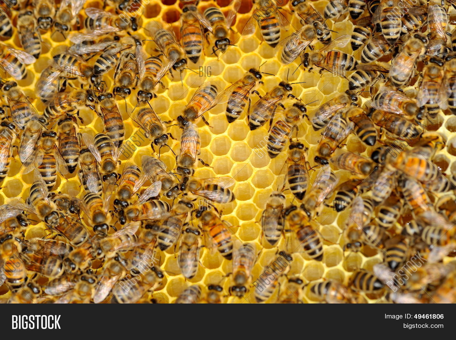 Worker Bees On Image & Photo (Free Trial) | Bigstock