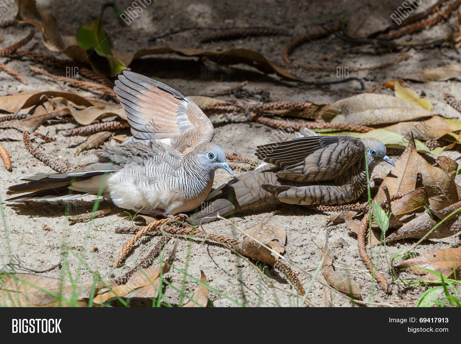 Couple Zebra Dove Image & Photo (Free Trial) | Bigstock