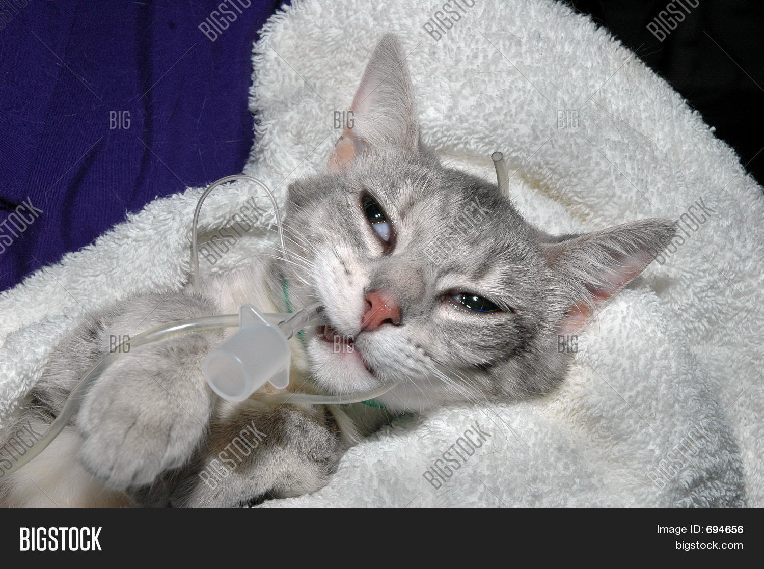 Intubated Kitten Image & Photo (Free Trial) | Bigstock