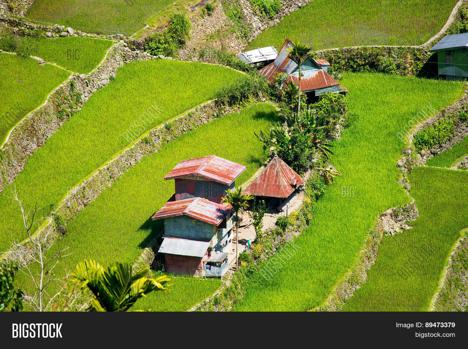 Rice Terraces Image & Photo (Free Trial) | Bigstock